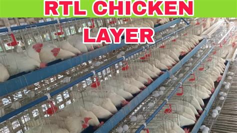 READY TO LAY CHICKEN LAYER MANOK NA NANGINGITLOG YouTube