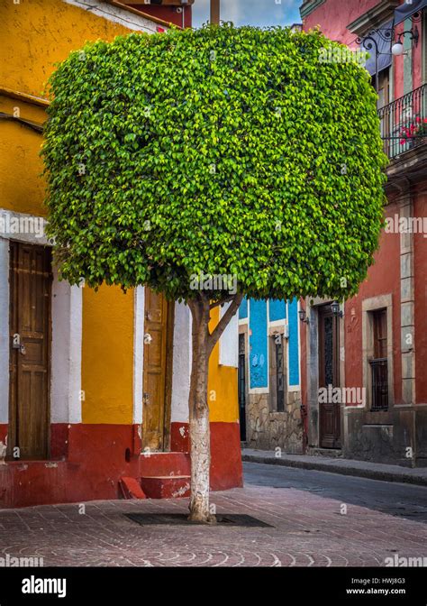 Details 48 árboles en la ciudad de méxico Abzlocal mx