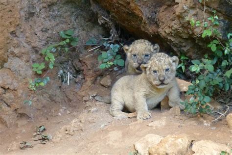 Dos Leones Nacen En El Exterior De Su Recinto En El Parque De La