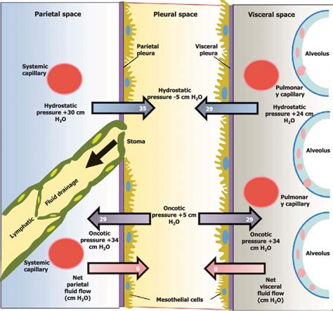 Diagram Of The Movement Of Pleural Fluid In The Pleural Space Under