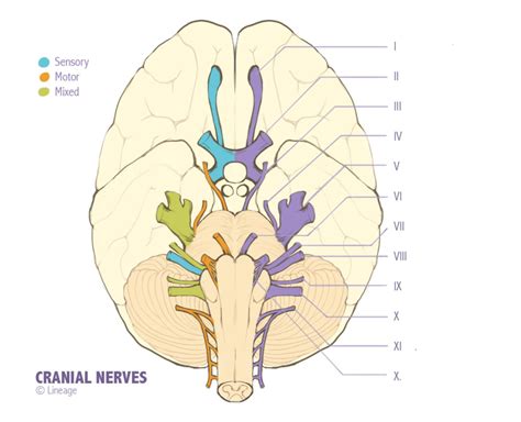 Cranial Nerve Label Diagram Quizlet