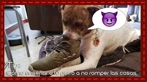Cómo educar a un cachorro Whippet para qué no muerda Blog de ADOPTA
