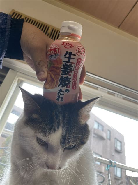 30代デブおじさんのたちゃん on Twitter ぬこ置き 736 エバラ 生姜焼のたれ 猫好きさんと繋がりたい 猫のいる暮らし