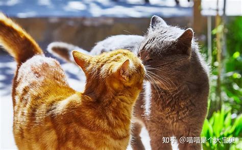 猫咪的交配知识你了解吗 知乎