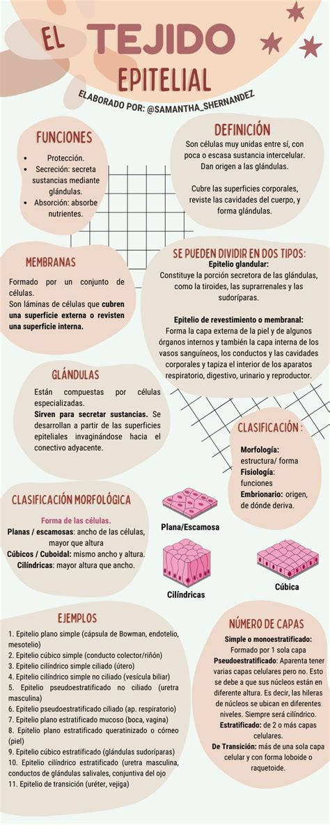 Infograf A Del Tejido Epitelial Cosas De Enfermeria Notas De Qu Mica