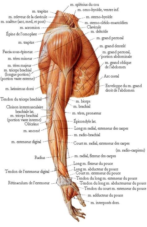 Body Muscle Anatomy Arm Muscle Anatomy Shoulder Anatomy