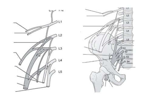 Lumbosacral Plexus Diagram Quizlet
