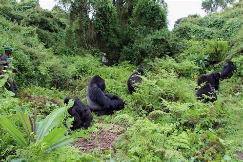 9 Day Gorilla Tracking And Chimpanzee Tour Uganda Primates Safari