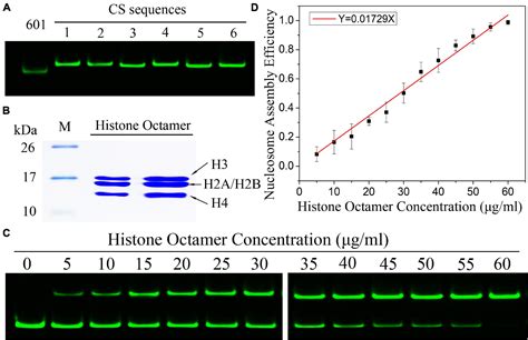 Frontiers Nucleosome Assembly And Disassembly In Vitro Are Governed