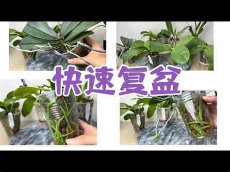 October 23 2023团购回来的蝴蝶兰快速复盆的方法简单没难度New Orchids Care Quick Tips YouTube