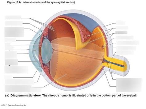 Sagittal Eye Diagram Quizlet