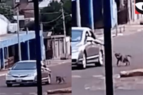 Video Hombre Es Detenido Por Arrastrar A Su Perro De Una Soga Mientras