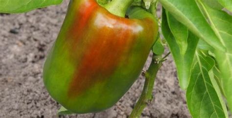 Cómo cultivar correctamente pimientos en macetas Recetas Y Trucos