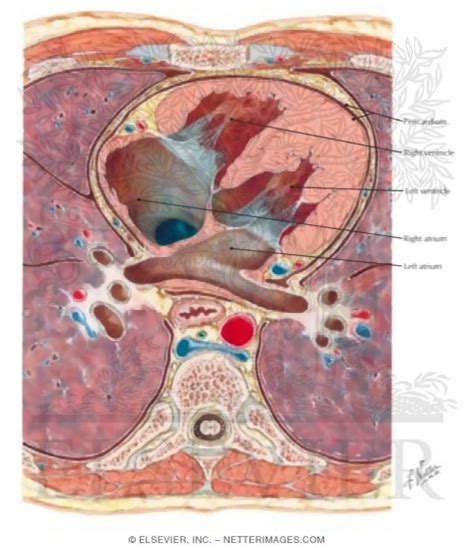 Transverse Section Through Heart And Thorax