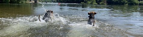 Welkom Airedale Terrier Club Nederland