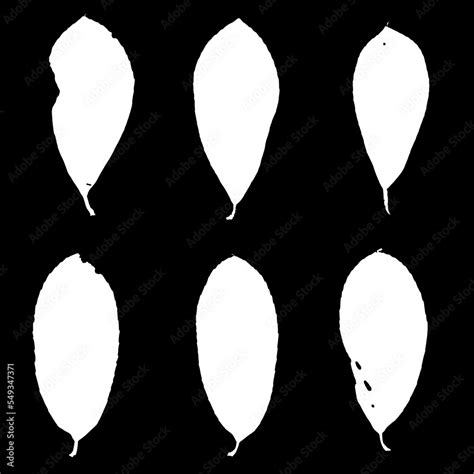 Ilustra O Do Stock K Plant Leaf Opacity Map Texture Leaf Mask