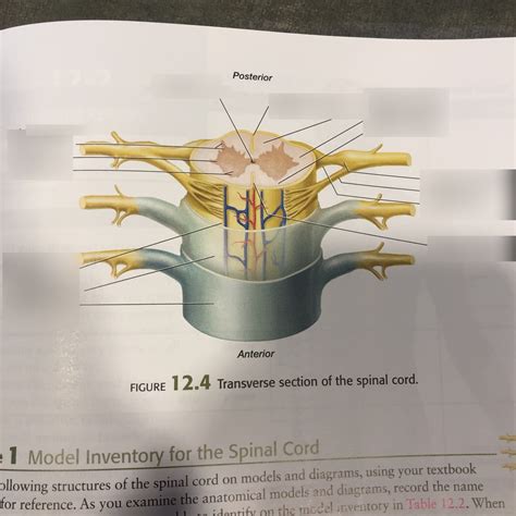 Transverse Section Of The Spinal Cord Diagram Quizlet