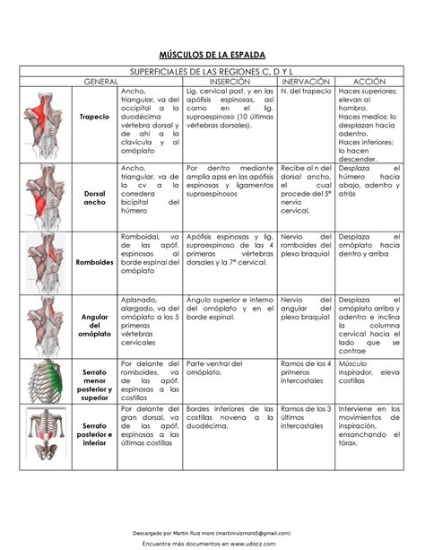 Musculos de la espalda Resumen Fisiología MSCULOS DE LA ESPALDA