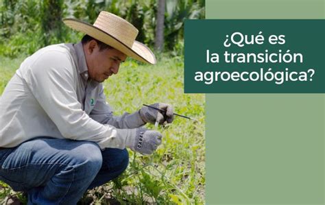 Qué es la transición agroecológica experiencias y orígenes