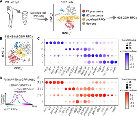 defining rpc heterogeneity by scrna seq a the workflow of scrna seq download scientific