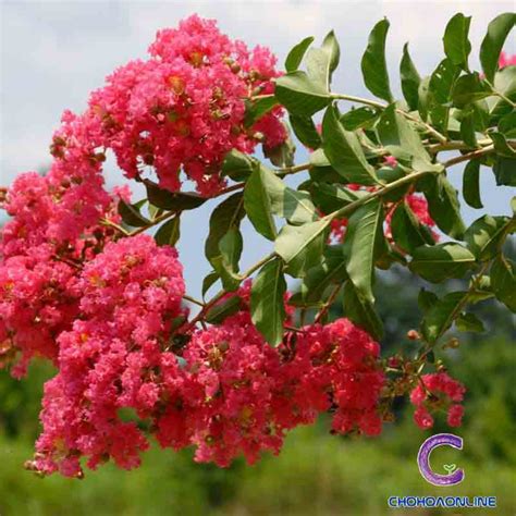 Cây Hoa Tường Vi Có Mấy Màu HTNC