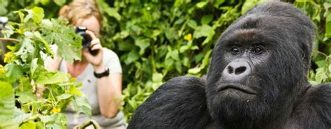 11 Days Gorilla Chimpanzee And Volcan Trekking Adventure Falcon