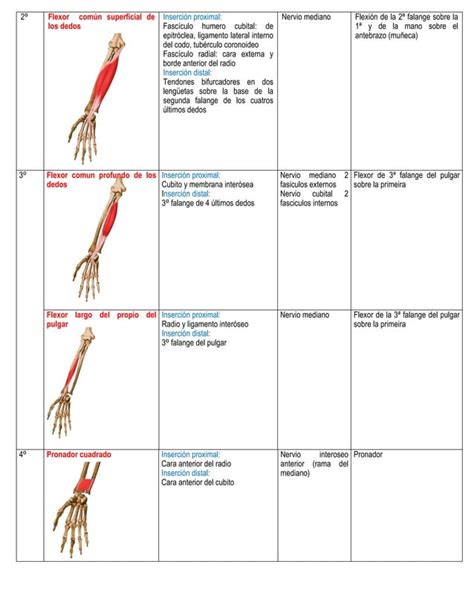Compartimento Anterior Del Antebrazo PDF