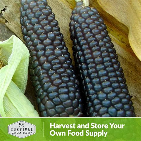 Blue Hopi Corn Seeds Heritage Blue Maize In 2024 Corn Seed Growing Seeds Herb Seed Packets