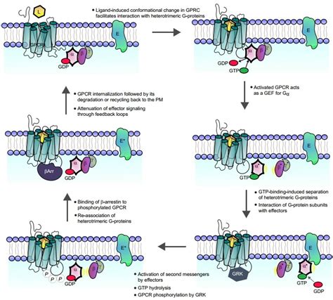G Protein Coupled Receptors