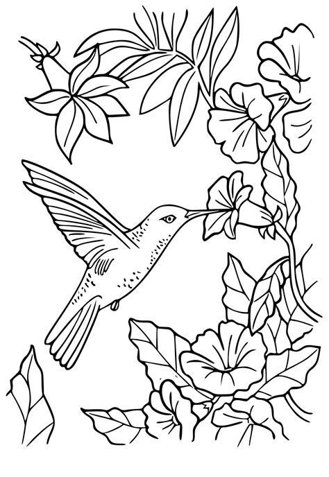 Desenho e Imagem Beija Flor Natureza para Colorir e Imprimir Grátis