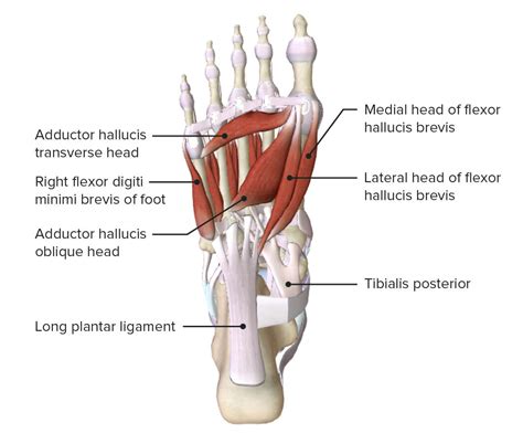 Foot Anatomy Concise Medical Knowledge