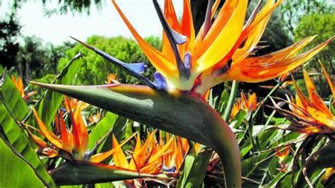 Cuál es la flor nacional de Alemania Que Visitar en Alemania