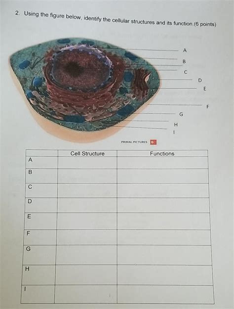 Solved 2 Using The Figure Below Identify The Cellular Chegg