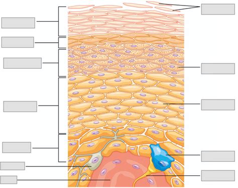 Layers Of The Epidermis Diagram Quizlet