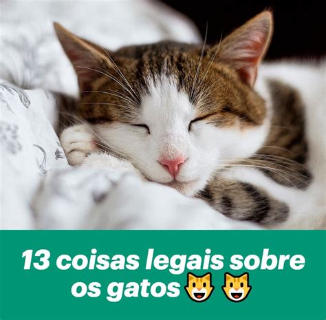 13 Coisas Legais Sobre Os Gatos Em 2020 Gatos Bichinho Felino