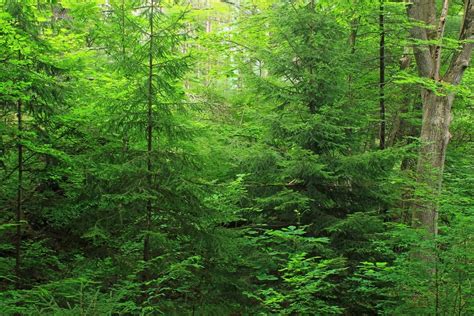 Imagen gratis madera hoja naturaleza paisaje árbol helecho musgo