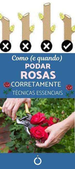 Como E Quando Podar Roseiras Cortes Fases E Materiais Roseiras