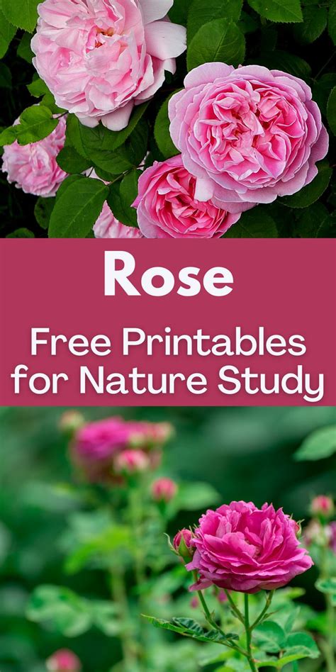 Pink Flowers With The Words Rose Free Printables For Nature Study