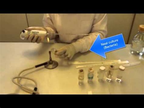Serial Dilutions And CFU Counts In Microbiology YouTube