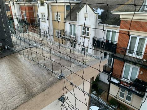 How To Get Rid Of Pigeons On Your Balcony Pest Tech