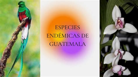 Especies Nativas De Guatemala The Best Porn Website