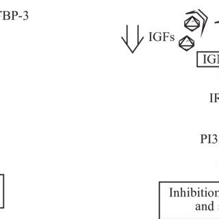 Effect Of Silybin Silymarin On Cell Cycle Regulatory Mechanisms In PCA