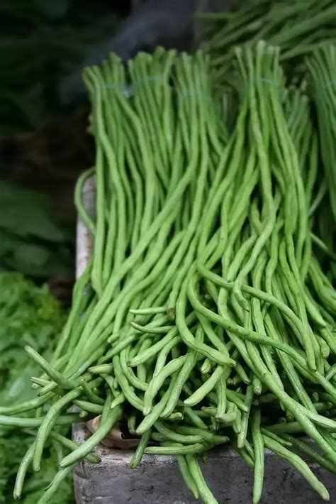 Panduan Lengkap Cara Menanam Kacang Panjang Agar Berbuah Lebat Read More