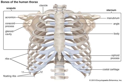 Labeled Rib Diagram Anatomy Rib Cage Human Parts Worksheet R