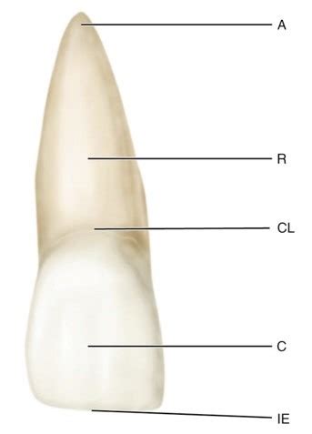 Dental Anatomy Flashcards Quizlet
