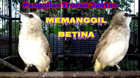 Suara Pikat Trucuk Jantan Memanggil Betina Terbukti Ampuh Langsung