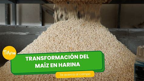 Transformación del maíz en harina TvAgro por Juan Gonzalo Angel