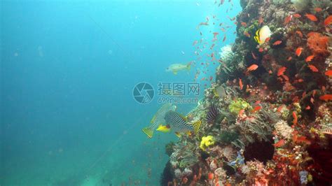 美妙而美丽的海底世界高清图片下载 正版图片505633354 摄图网
