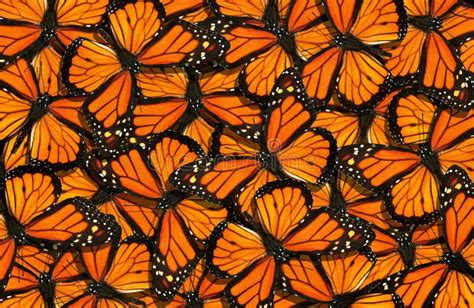 Mariposas Monarcas Mariposas Monarcas Multicolores De Colores Aisladas