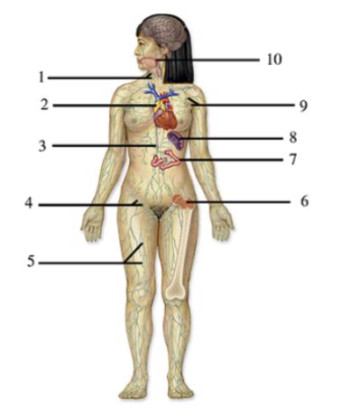 Final Exam Top Hat Lymphatic Digestive Urinary Reproductive